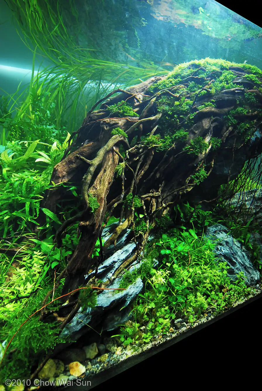 Lofty Spirit - Honour prize IAPLC 2010 - Dave Chow / HongKong China ...