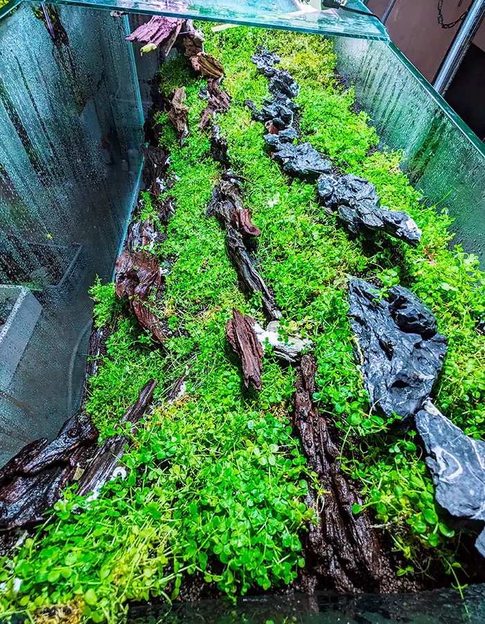 Aquascaping steps Against the flow - IAPLC 2023 Rank 30 - Katsuki Tanaka / Japan - Aquarium ...