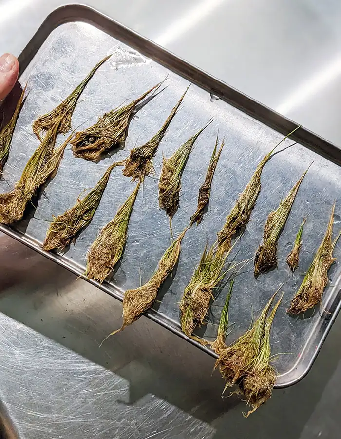 Aquascaping steps Against the flow - IAPLC 2023 Rank 30 - Katsuki Tanaka / Japan - Aquarium ...