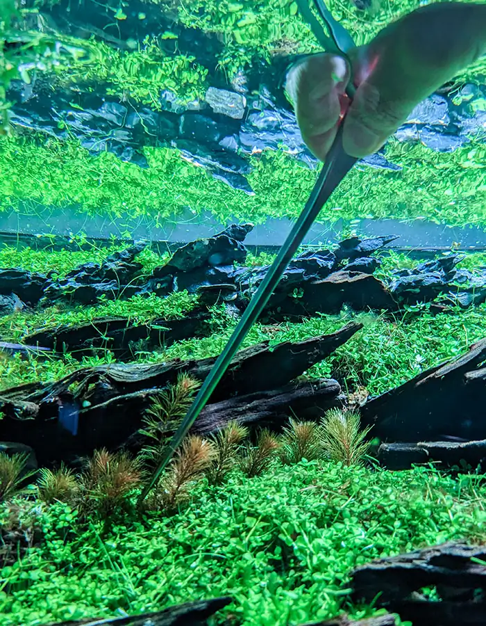 Aquascaping steps Against the flow - IAPLC 2023 Rank 30 - Katsuki Tanaka / Japan - Aquarium ...