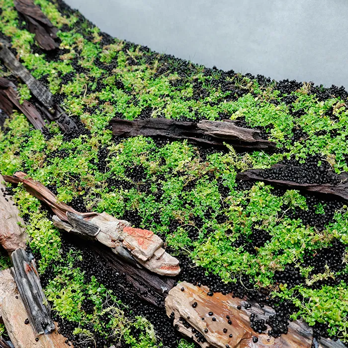 Aquascaping steps Color layers of the earth IAPLC 2024 - Kazuma ...