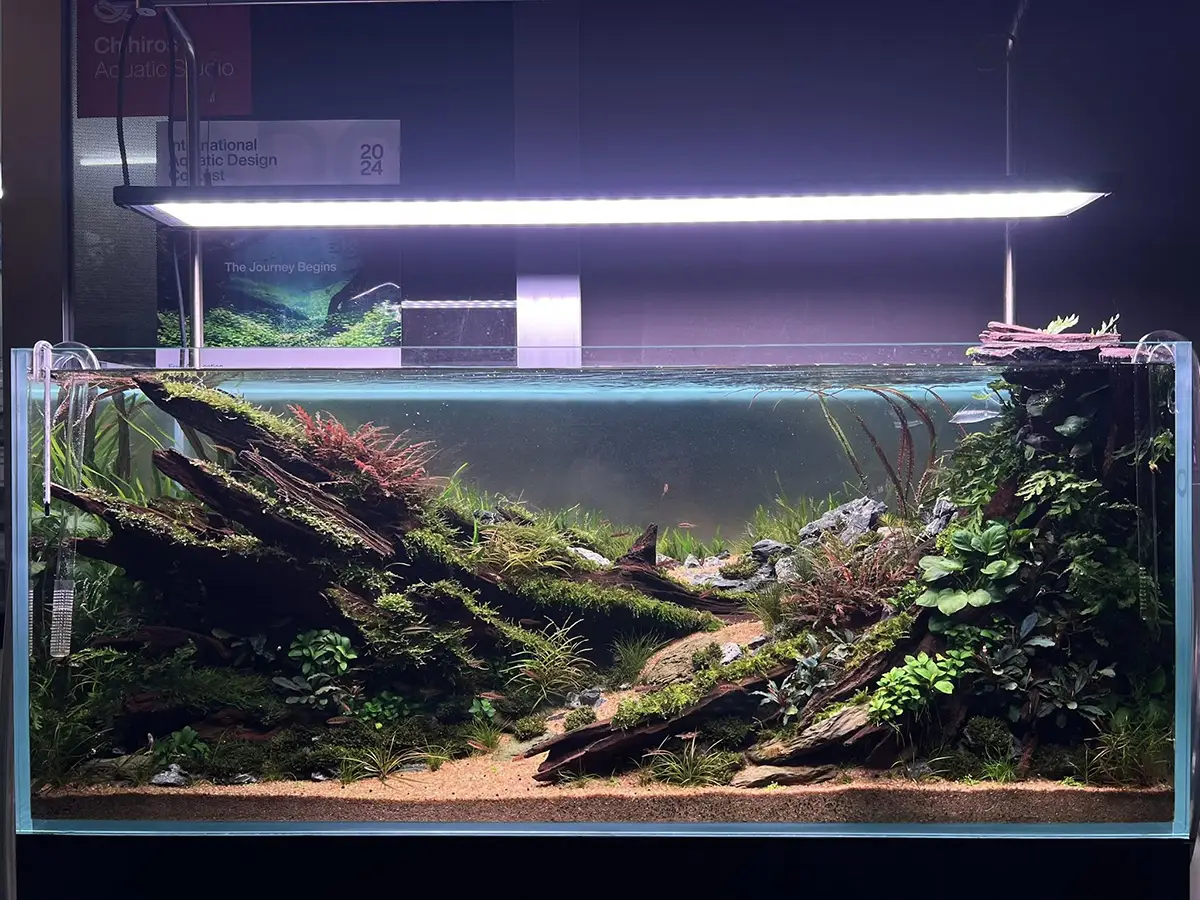Aquascaping steps - Silent Grove - IAPLC 2025 Fine Works - Chau Yuan Wu ...