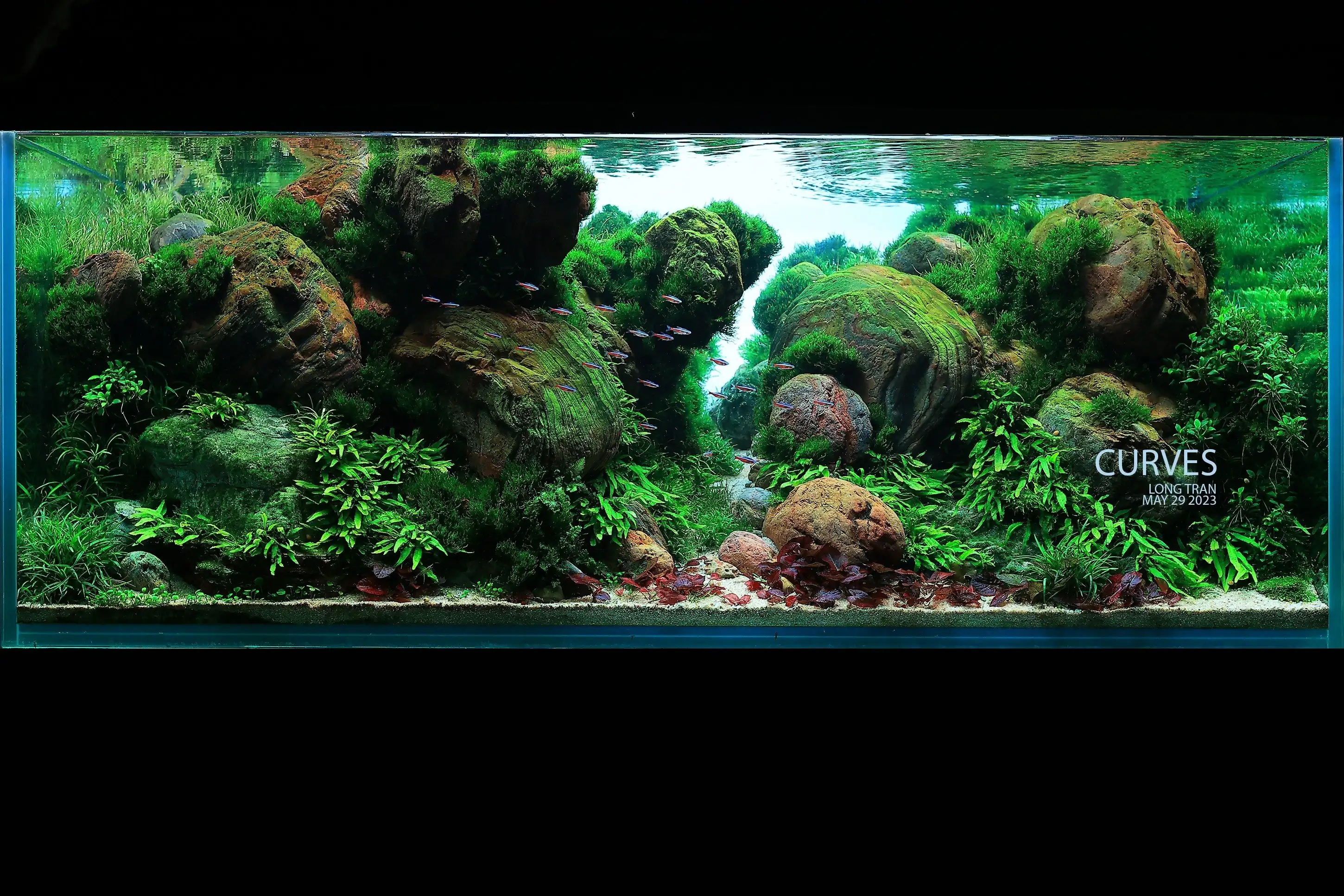 Aquascaping in Vietnam: A Bright Future - Aquarium Libraries