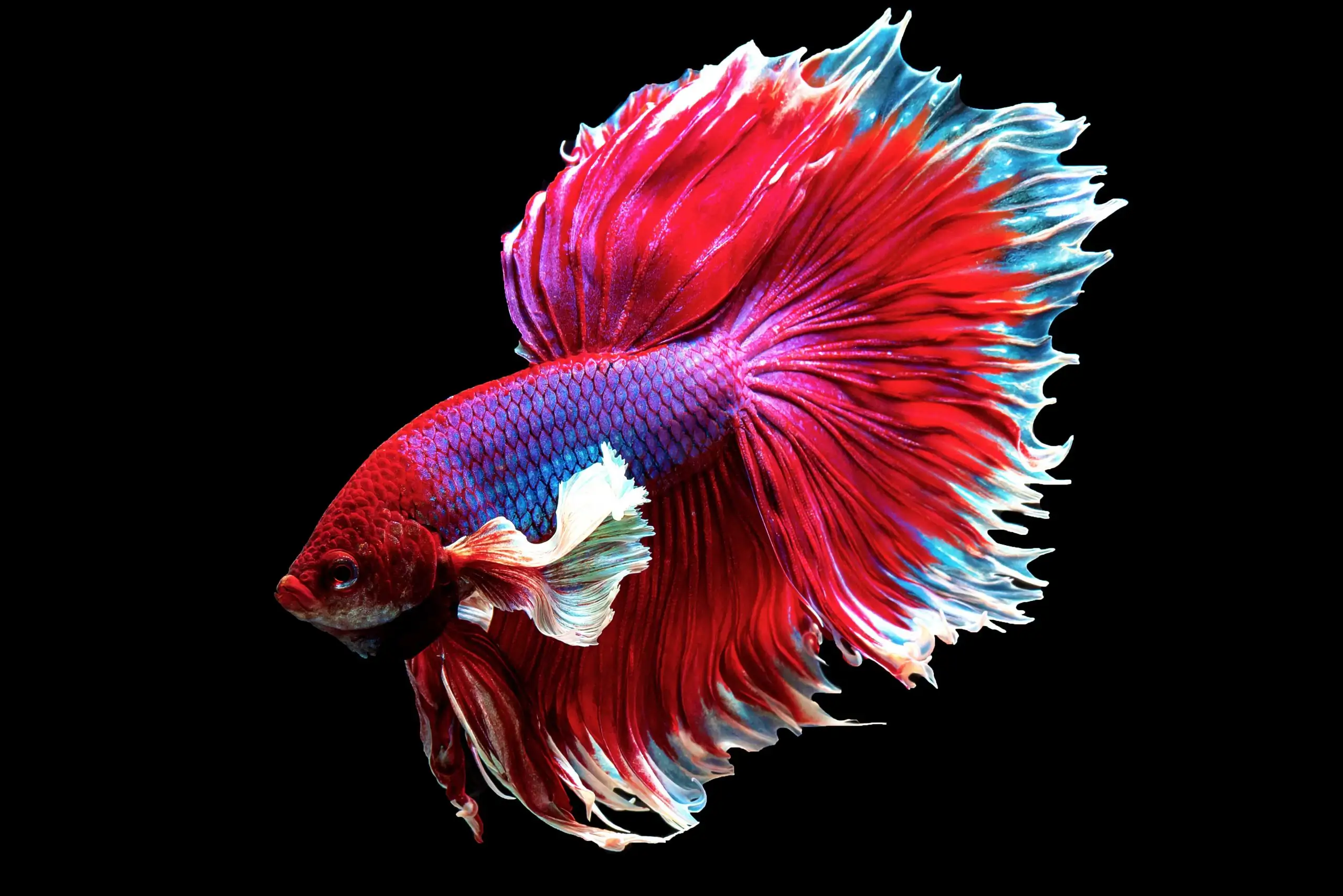 Betta, Male - Aquarium Libraries