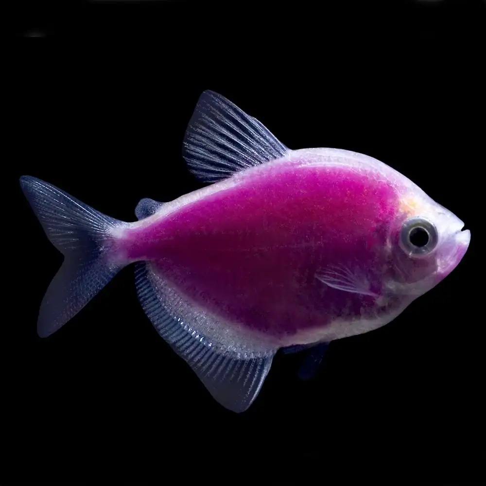 GloFish, Galactic Purple Tetra - Aquarium Libraries
