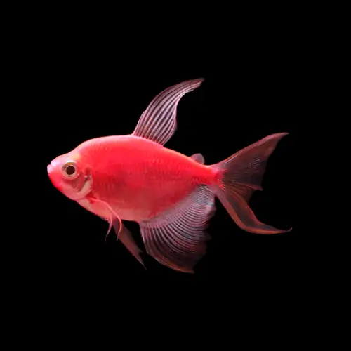 GloFish, Starfire Red Longfin Tetra - Aquarium Libraries
