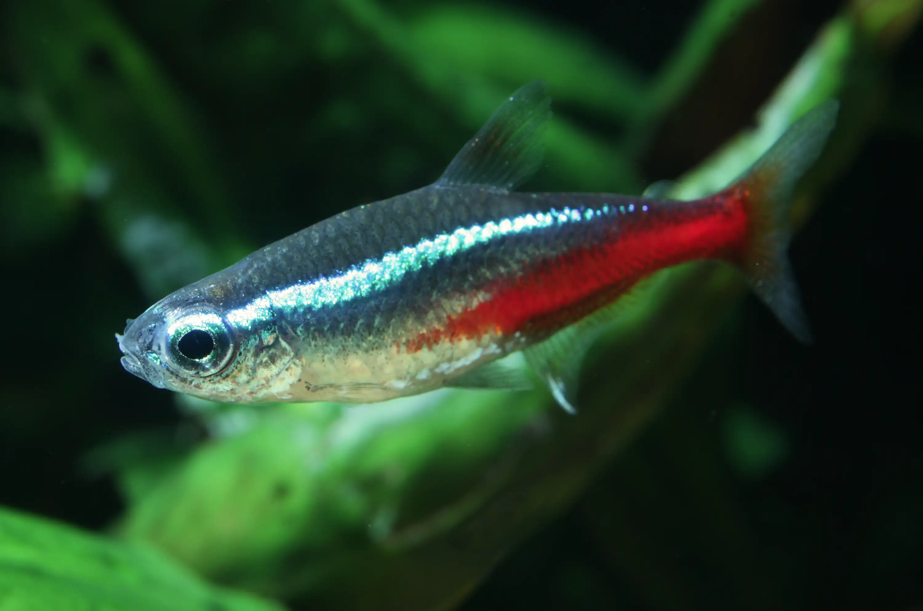 How to choose and breed fish in your aquarium - Aquarium Libraries