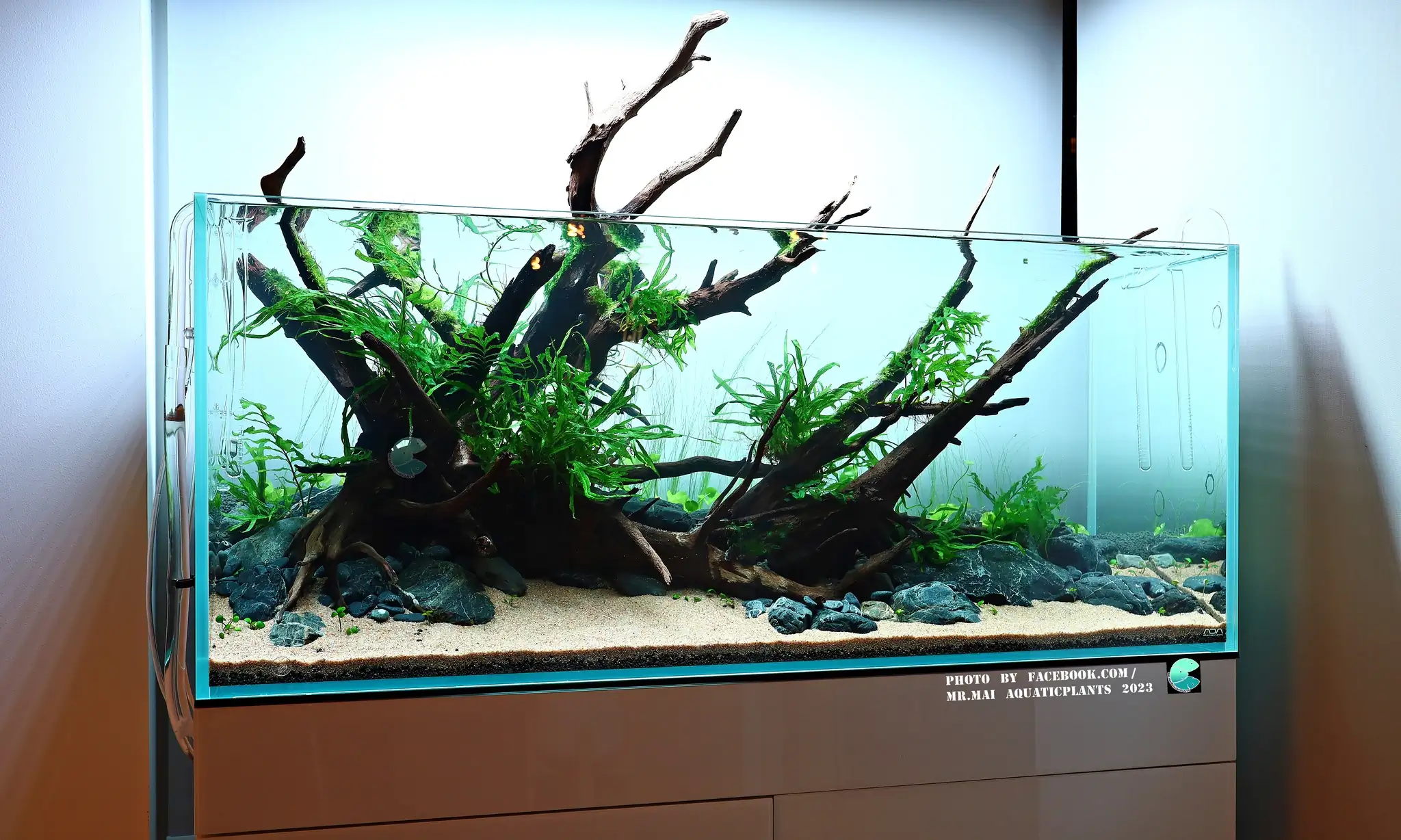 Aquascaping steps - Nature Aquarium - Mr Mai Aquaticplants / Thailand ...