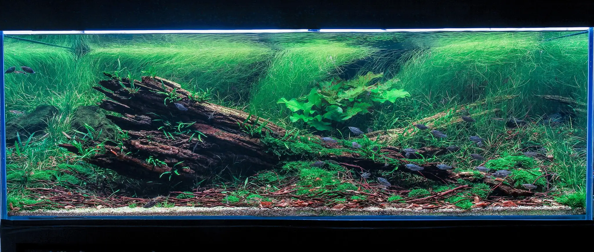 Show Fish - How to choose and photograph fish beautifully - Aquarium ...
