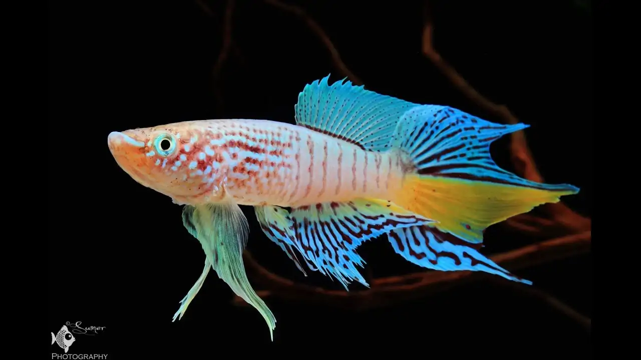 Everything You Need to Know About Killifish - Killifish Care Guide ...
