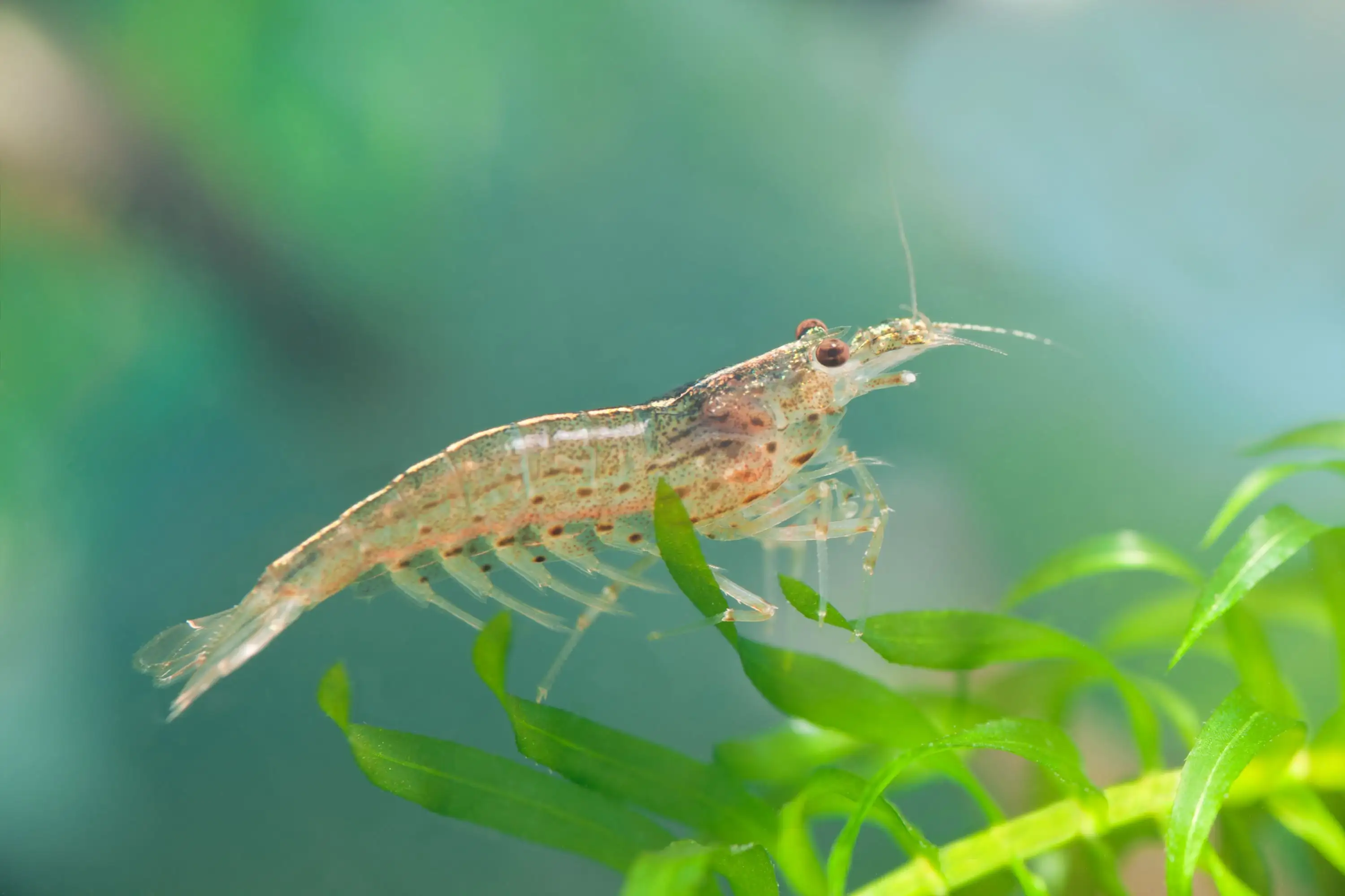 Top 15 Best Bottom Feeder Fish for Your Aquarium in 2026 - Aquarium ...