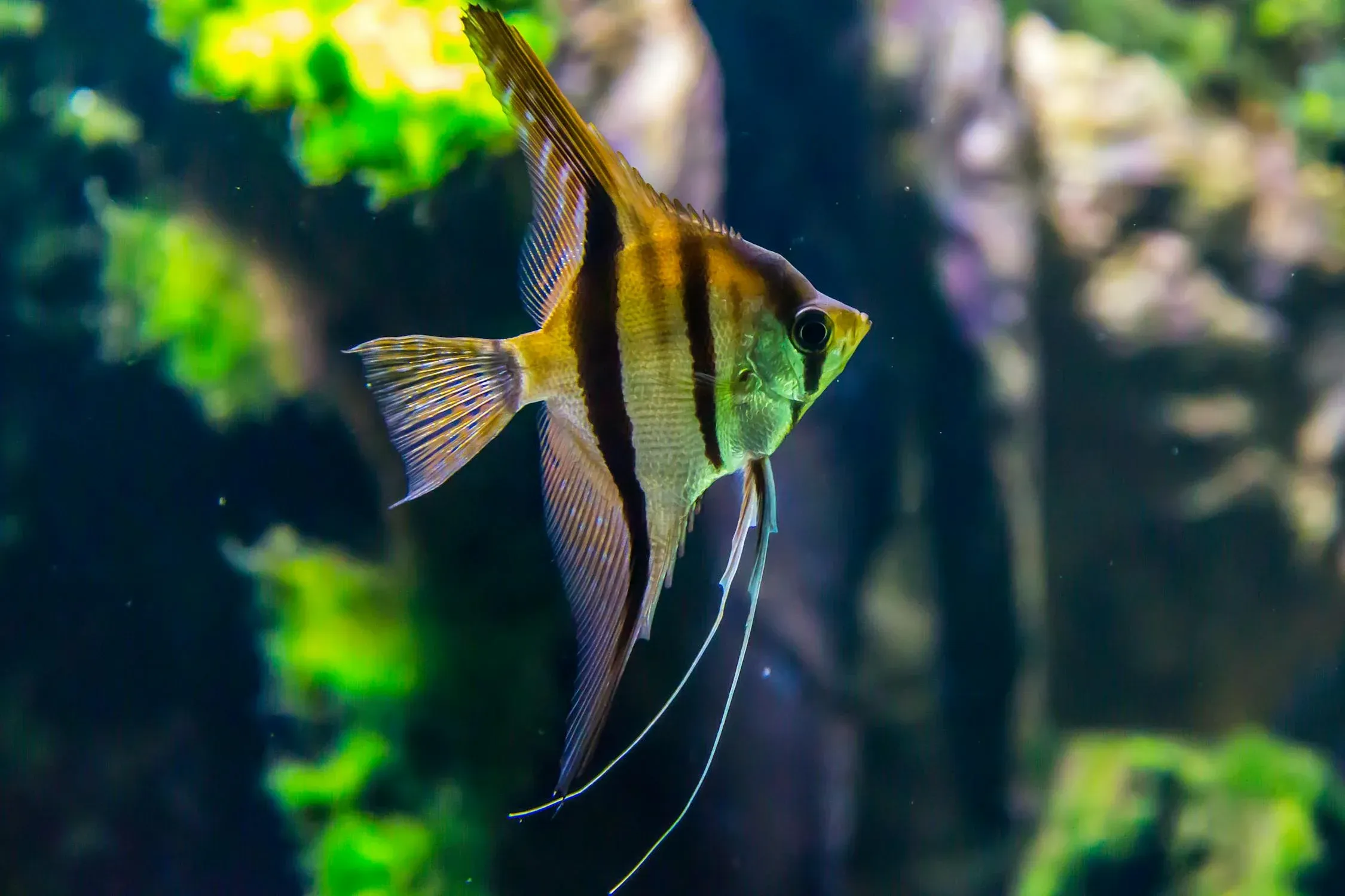 Top 10 Rarest and Most Beautiful Fish for Large Planted Aquariums (For ...