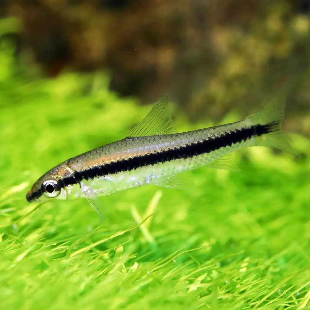 The Best Algae Eaters For Your Aquarium Tank - Aquarium Libraries