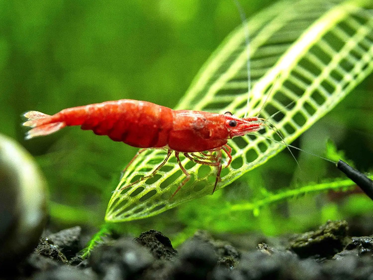 Red Cherry Shrimp - Aquarium Libraries