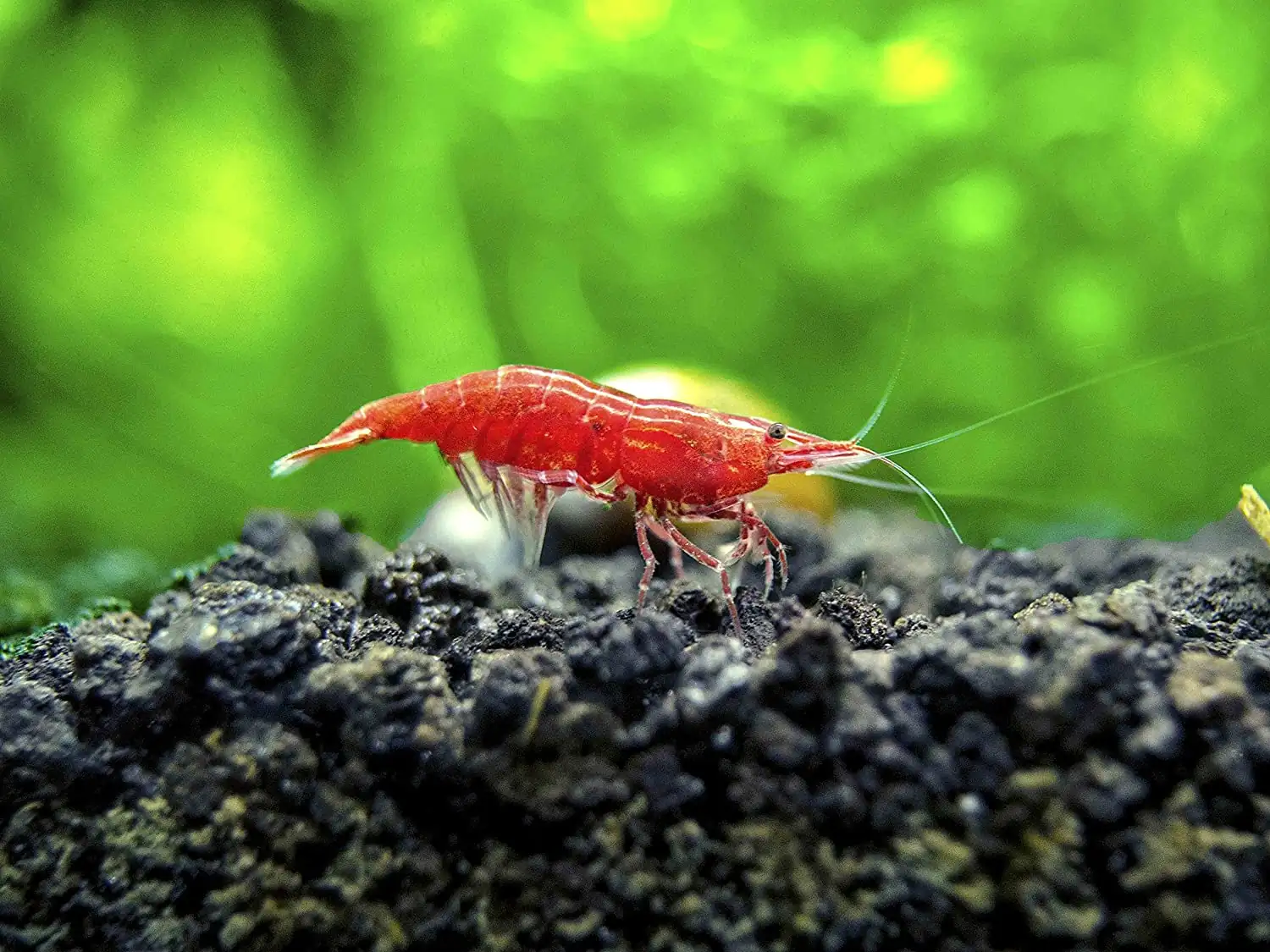 Red Cherry Shrimp - Aquarium Libraries