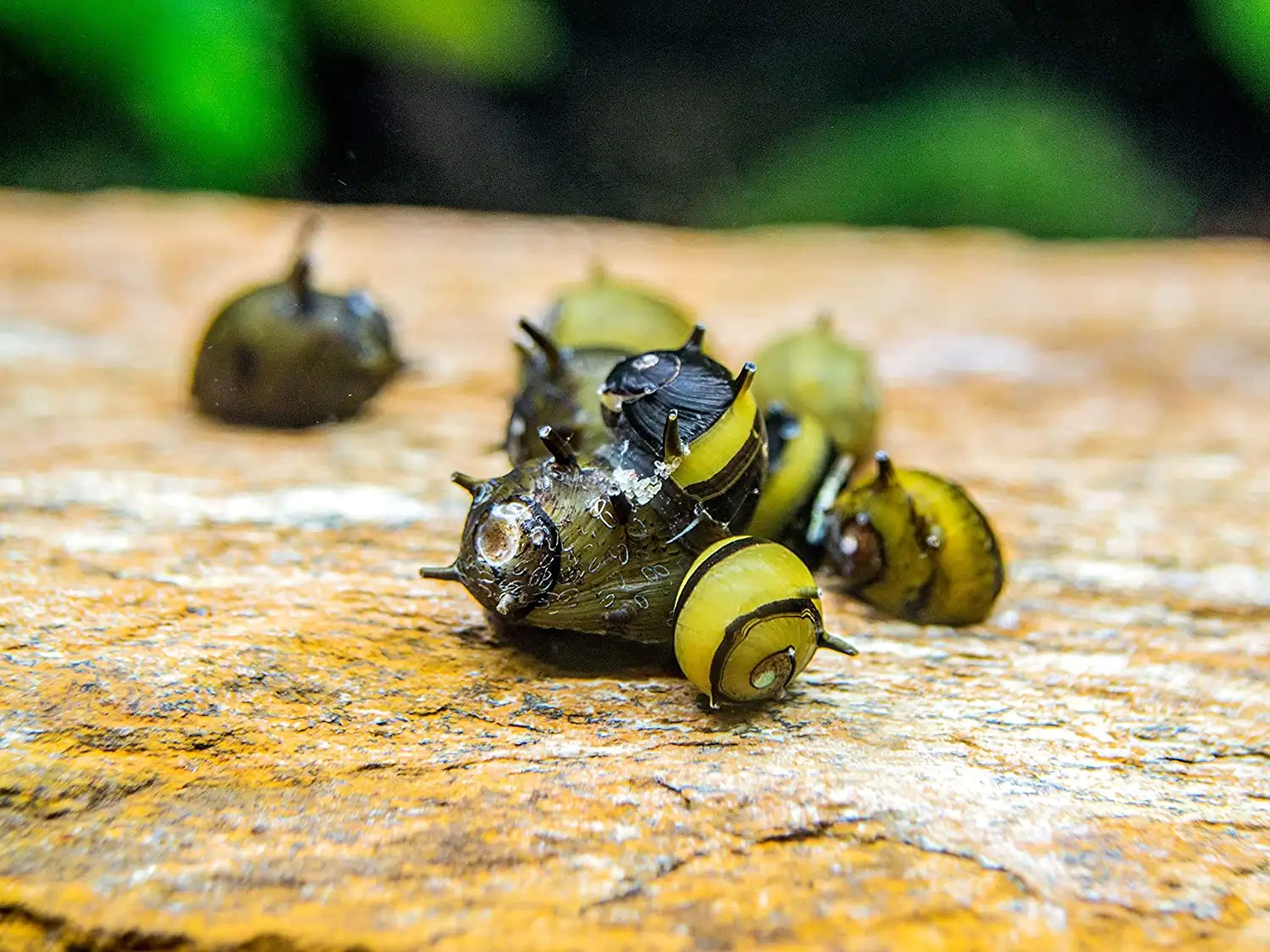 Horned Nerite Snail - Aquarium Libraries