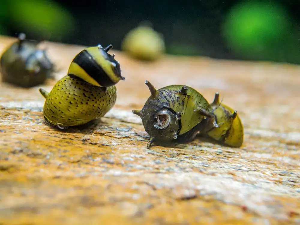 Horned Nerite Snail - Aquarium Libraries