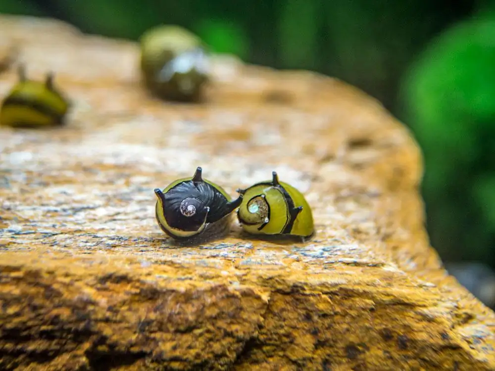 Ramshorn Snail - Aquarium Libraries
