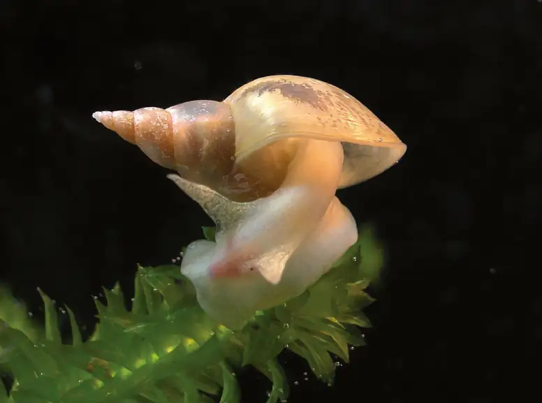 Pond Snail - Aquarium Libraries