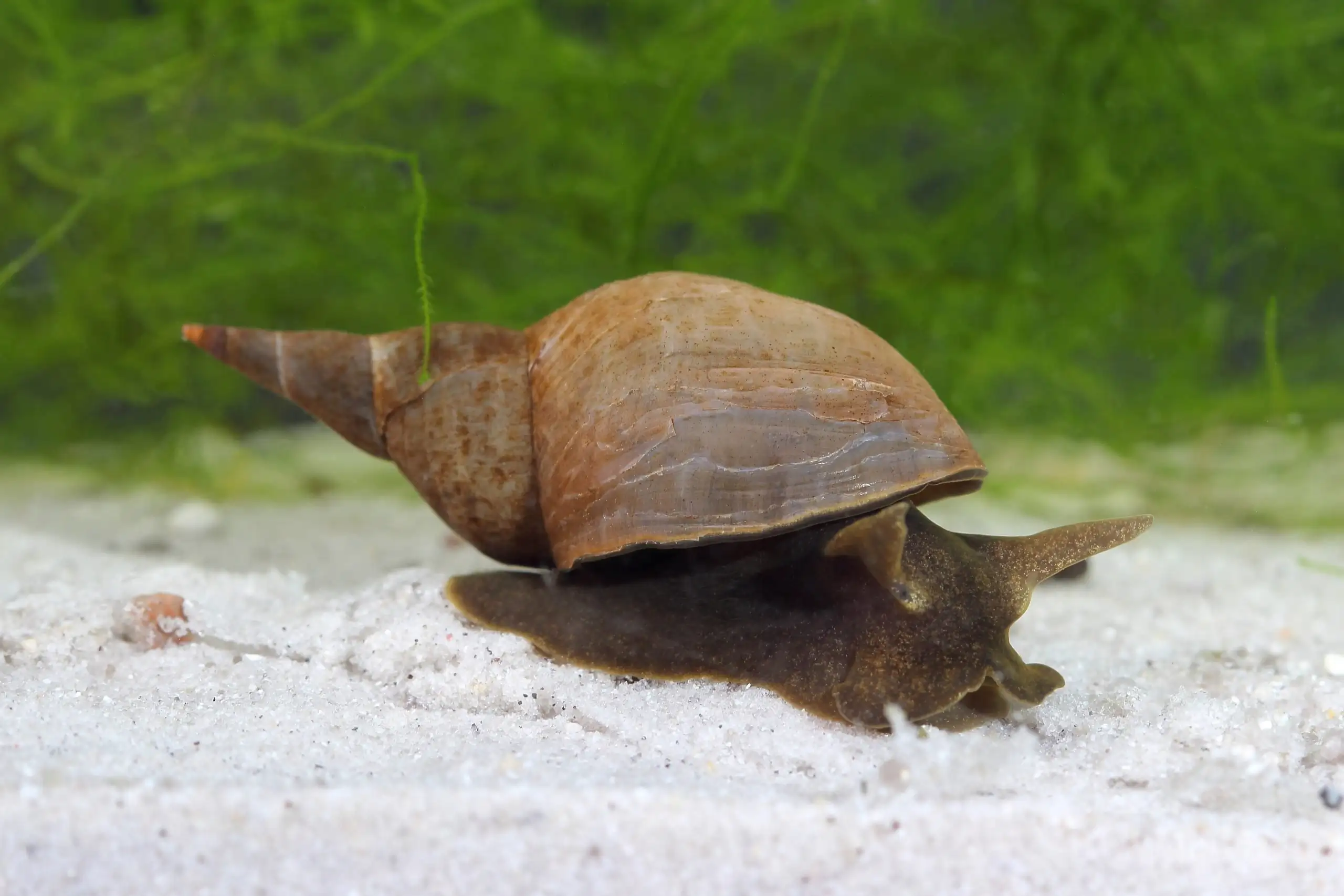 Pond Snail - Aquarium Libraries